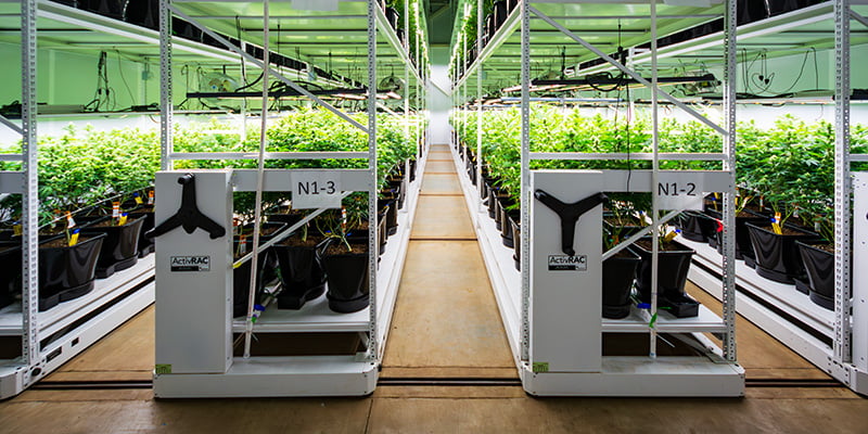 Benefits of Indoor Grow Racks for Vertical Farmers