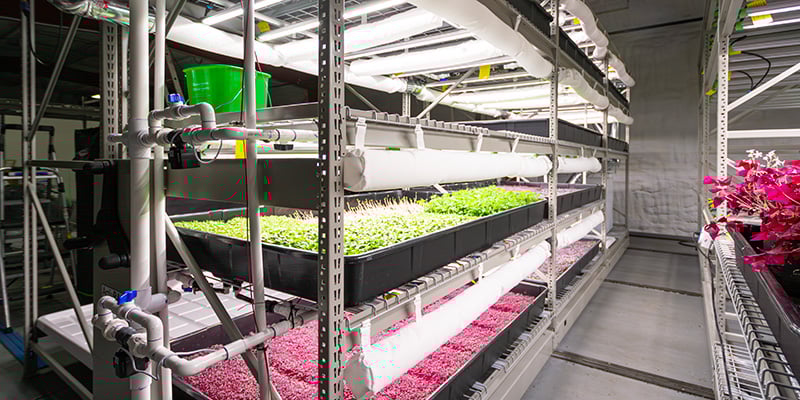 Benefits of Indoor Grow Racks for Vertical Farmers