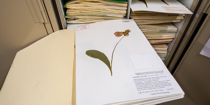 Herbarium Cabinets: What They Are and Why Your Collection Needs Them