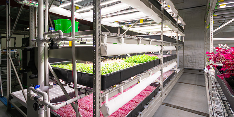 Benefits of Indoor Grow Racks for Vertical Farmers