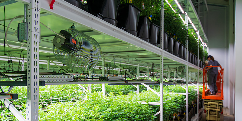 Benefits of Indoor Grow Racks for Vertical Farmers