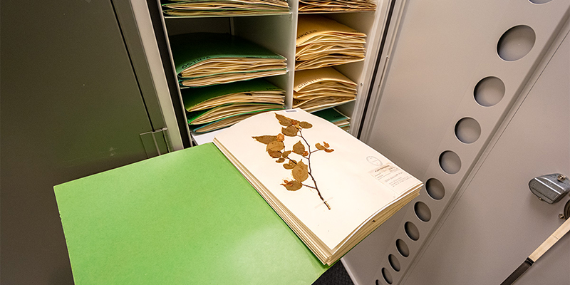 Herbarium Cabinets: What They Are and Why Your Collection Needs Them