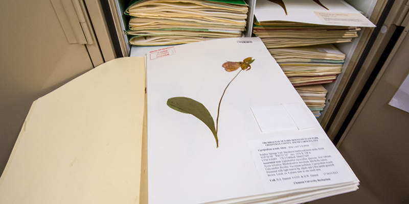 Herbarium Cabinets: What They Are and Why Your Collection Needs Them