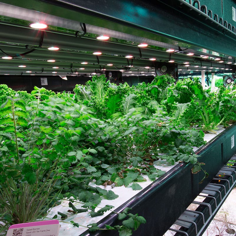 Growing Space Solutions for Urban Indoor Farming